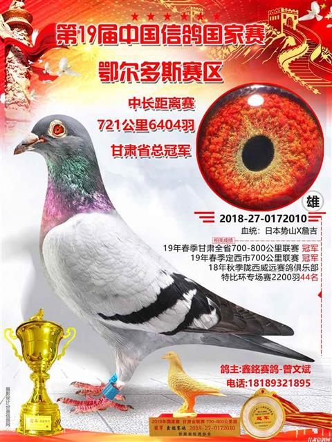 甘肃名鸽 甘肃本地的超级种鸽赛鸽及大牌外籍鸽 甘肃信鸽网